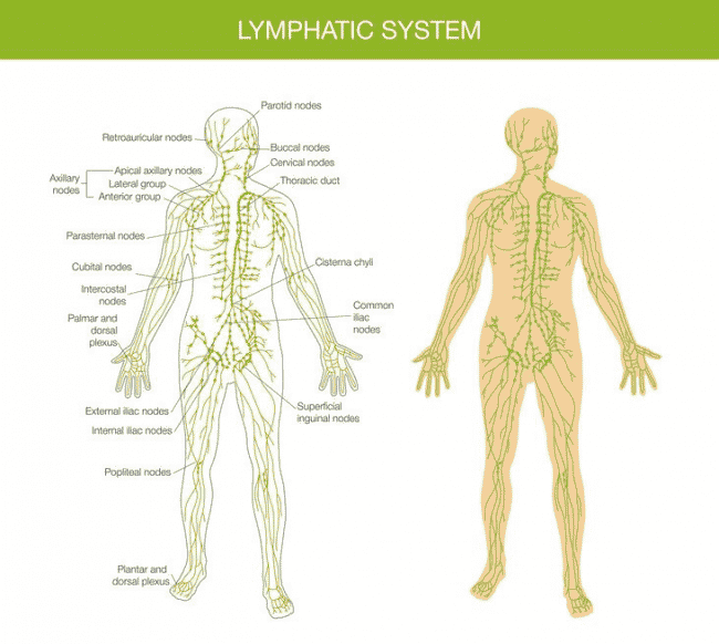 La lymphe et le système lymphatique • Meeting Mouvement